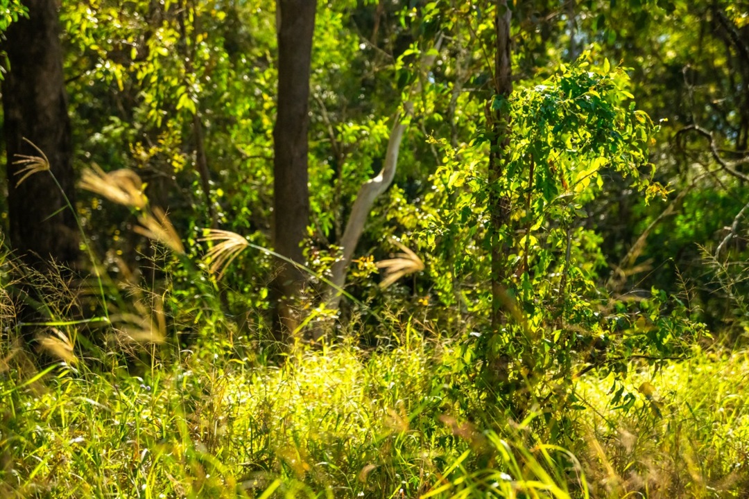 Overgrown and Unsightly Land : Ipswich City Council